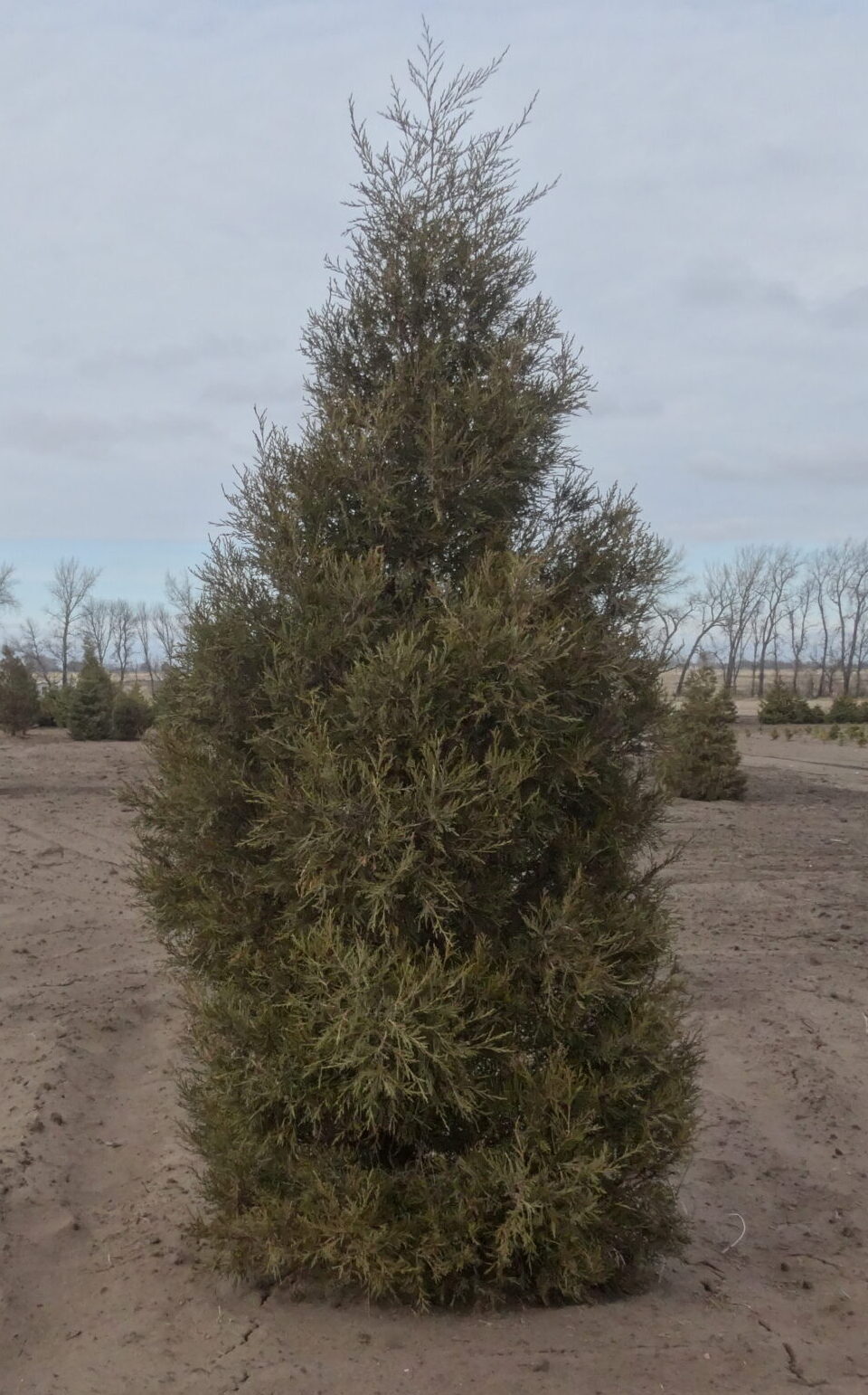Juniper - Lundeby Evergreens